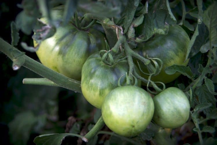 What Tomatoes Grow in Fall? - Gardening Channel