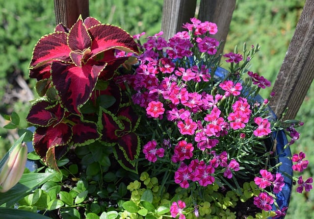 23 Top Fall Flowers for Container Gardens - Gardening Channel