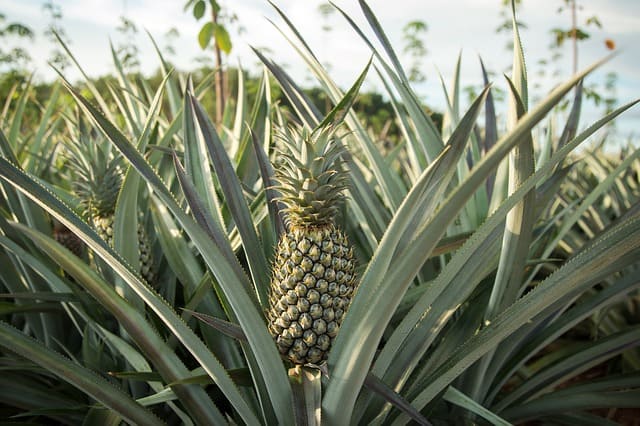 Do pineapples grow on trees? - Gardening Channel