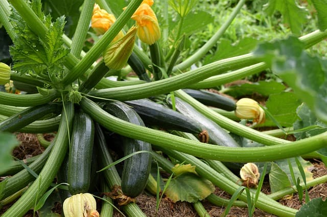 18 High Yielding Vegetables That Produce Massive Harvests - Gardening ...