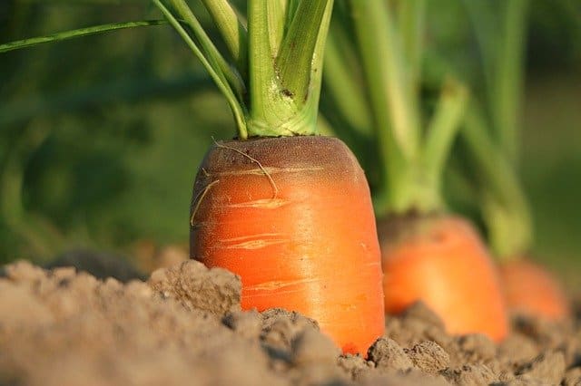 14 Root Vegetables You Should Consider Growing - Gardening Channel