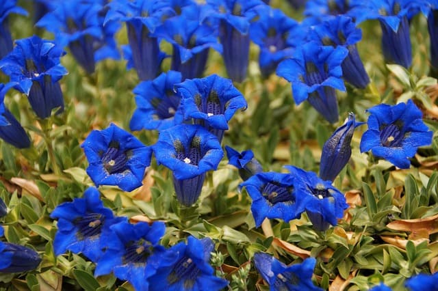 How to Grow Gentian Flowers for the Home Garden - Gardening Channel