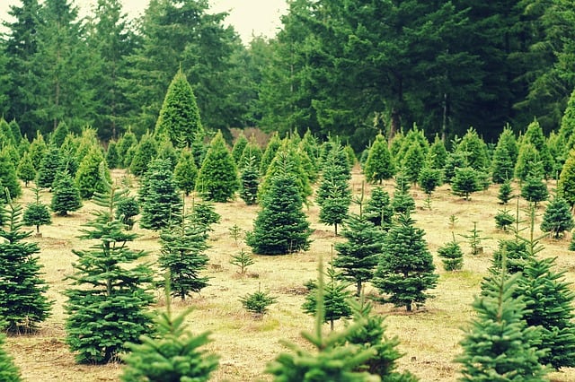 How to Care for a Live Christmas Tree - Gardening Channel