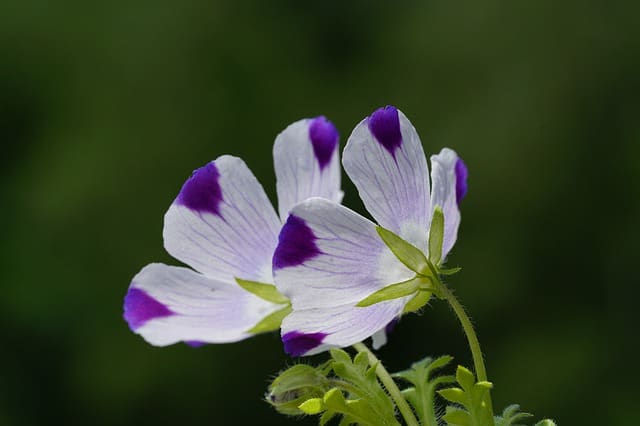 How to Grow Five Spot Flowers - Gardening Channel