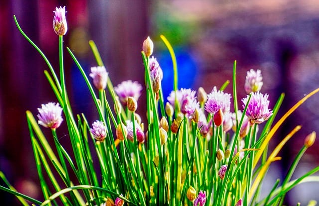 16 Herbs to Grow in Full Sun, Recommended - Gardening Channel