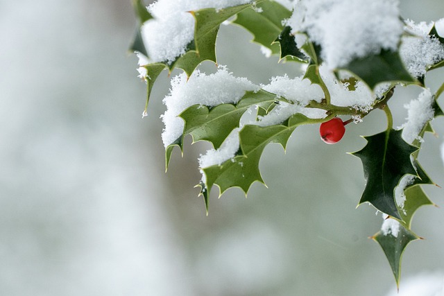 Which Bush Has Red Berries in Winter? - Gardening Channel