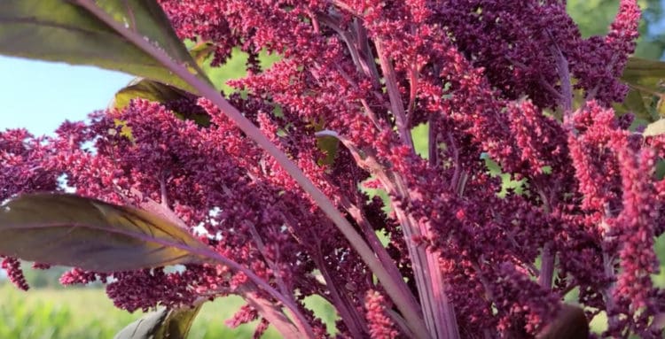 What Is Hopi Red Dye Amaranth? - Gardening Channel