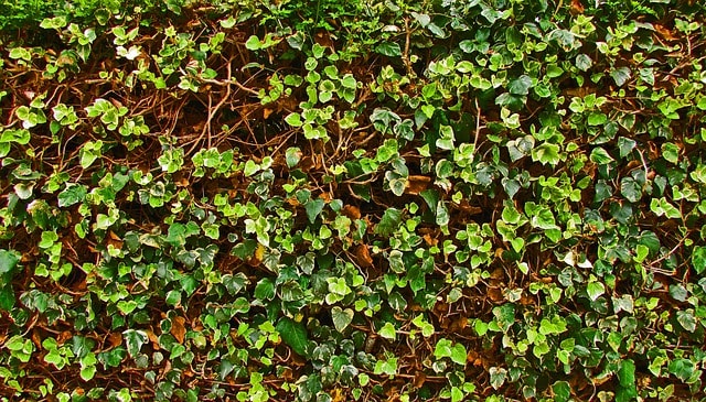 18 Bushes and Trees that Make a Good Living Fence - Gardening Channel