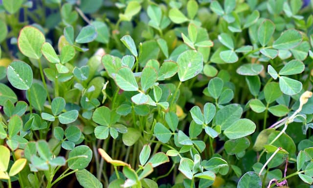 How to Grow Fenugreek (Trigonella foenum-graecum) - Gardening Channel