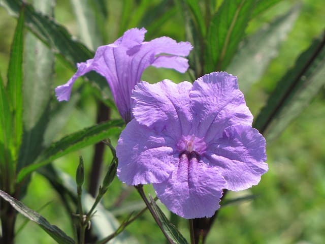 How to Grow Mexican Petunias (Ruellia simplex) - Gardening Channel