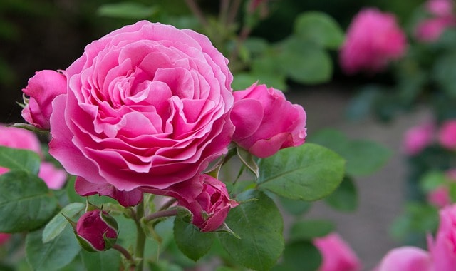 What’s the best month to plant roses? - Gardening Channel