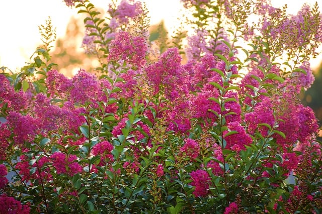 21 Fast Growing Shrubs for Increased Privacy - Gardening Channel