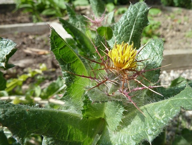 How to Grow Blessed Thistle Herb (Cnicus benedictus) - Gardening Channel