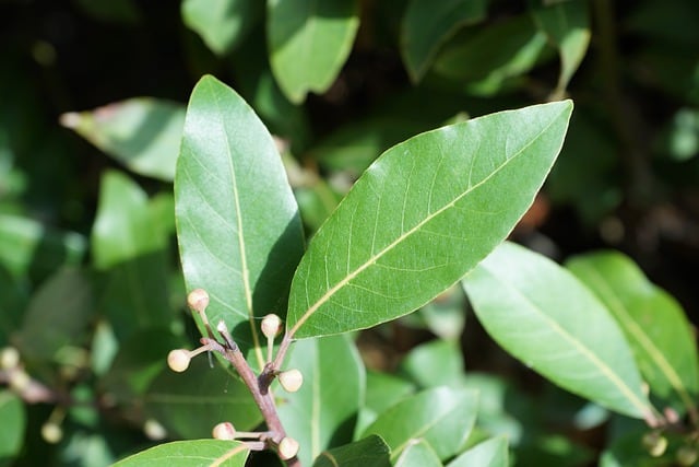 How to Grow Bay Laurel - Gardening Channel