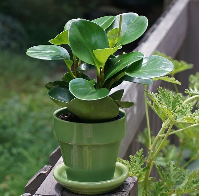 How to Care for Peperomia Peperomia Obtusifolia Plants (Baby Rubber ...