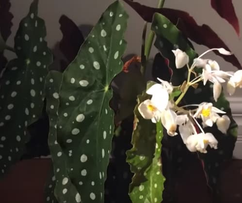 How to Care for Begonia Maculata Plant - Gardening Channel
