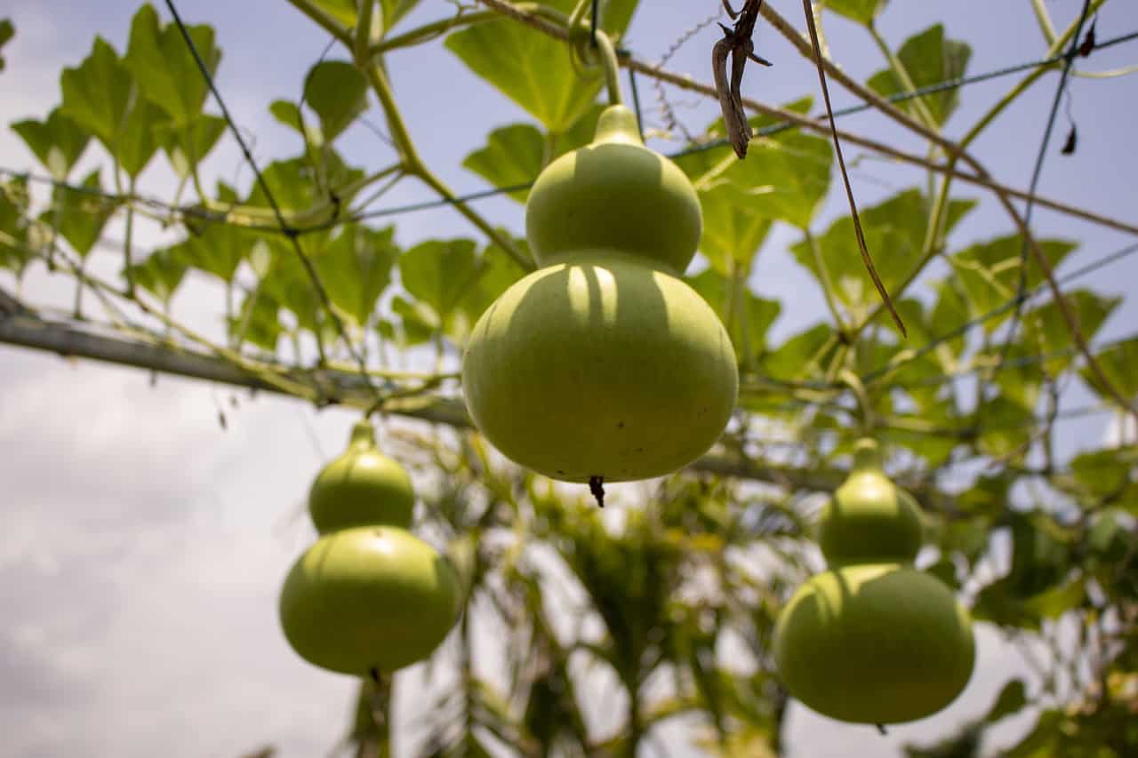 How to Harvest and Dry Gourds - Gardening Channel