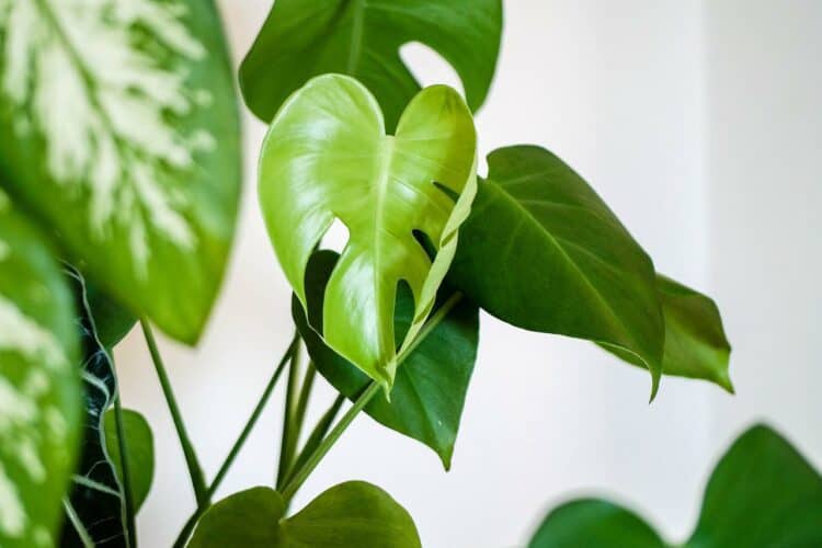 Bright Indirect Light for Houseplants, Explained - Gardening Channel