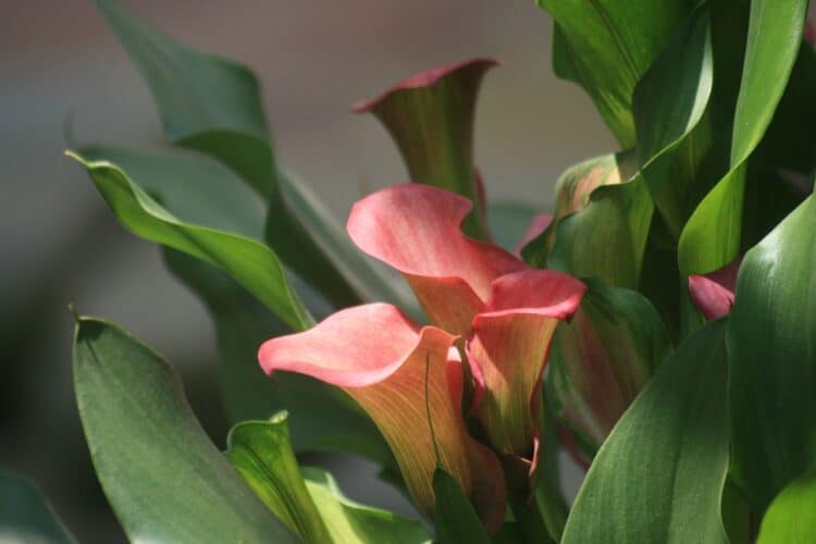Is Calla Lily an Indoor or Outdoor Plant? - Gardening Channel