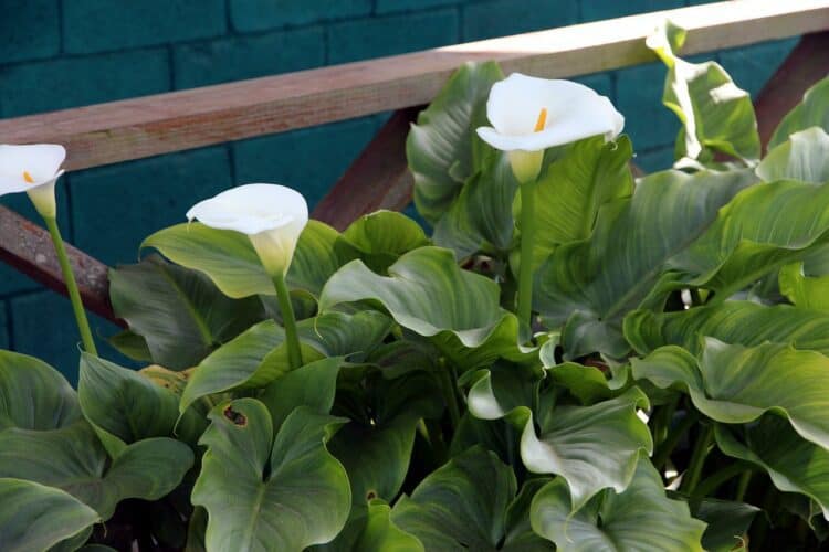 How to Grow Calla Lily Flowers (Zantedeschia) - Gardening Channel
