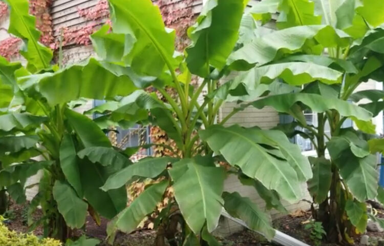 25 Best Outdoor Foliage Plants to Grow - Gardening Channel