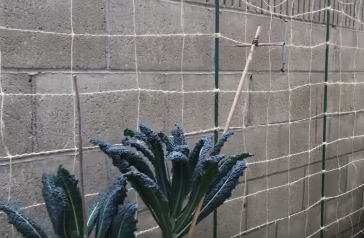 What Is Garden Twine Used For? - Gardening Channel