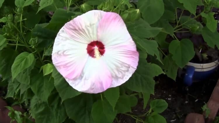 22 Tall Flowers That Grab Attention to Consider Growing - Gardening Channel