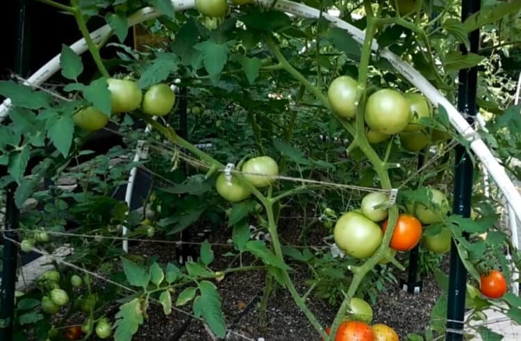 How do I get tomatoes to turn red? - Gardening Channel