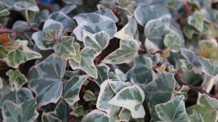 34 Types of Ivy for Outdoors to Consider - Gardening Channel