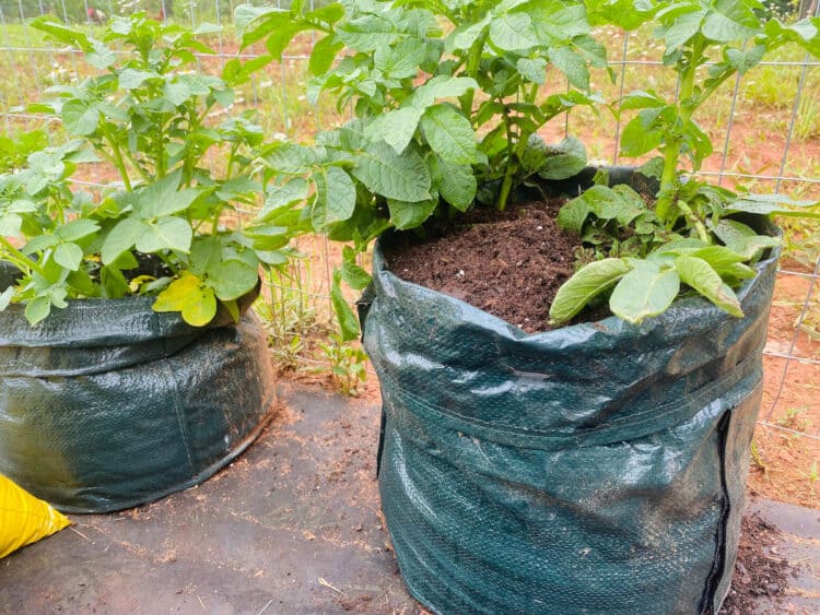 What is a bag garden? - Gardening Channel