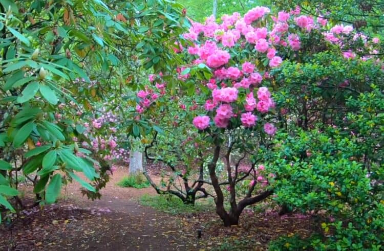 What flowering shrub is evergreen? - Gardening Channel