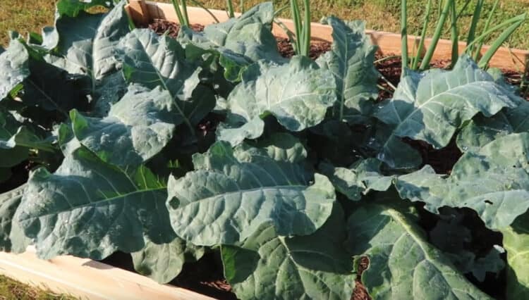 20 Nutrient Dense Vegetables and Herbs to Grow at Home - Gardening Channel