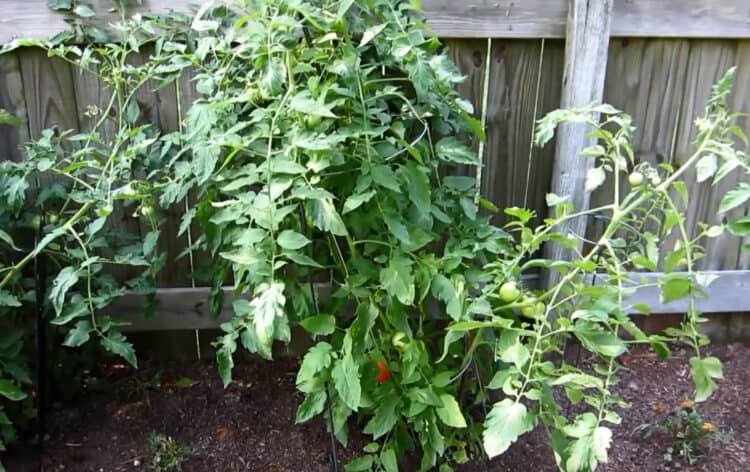 20 Disease Resistant Tomato Varieties to Grow This Season - Gardening ...