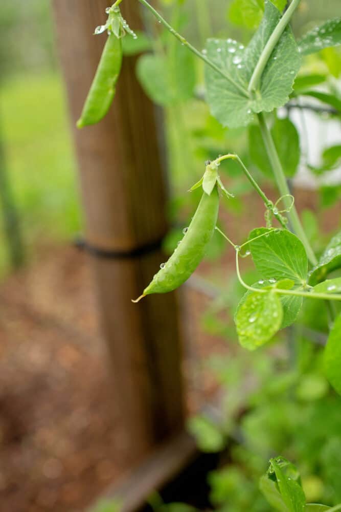 Snow Peas vs. Sugar Snap Peas, Explained - Gardening Channel