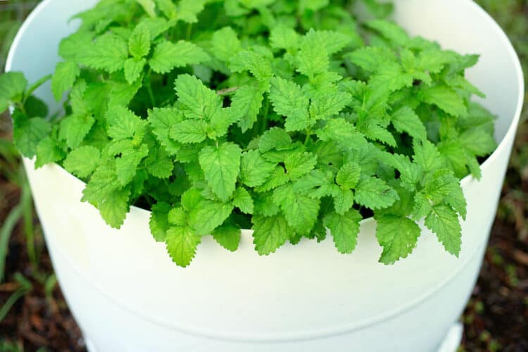 Choosing a Pot Size for Herbs: a Guide - Gardening Channel