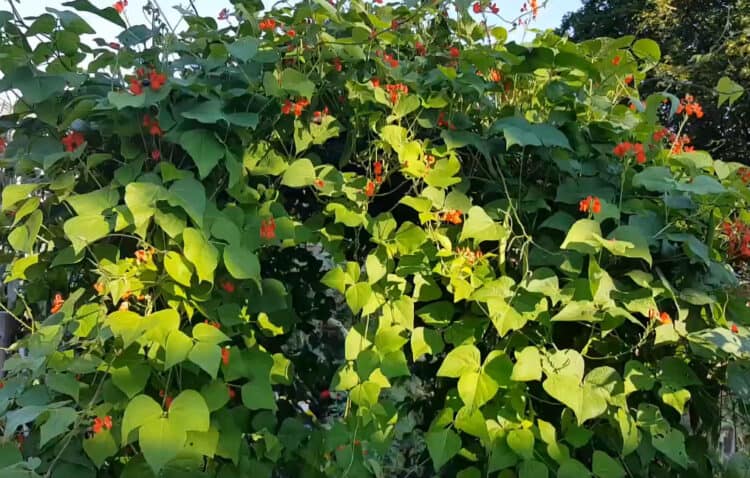 How to Grow Scarlet Runner Bean (Phaseolus coccineus) - Gardening Channel