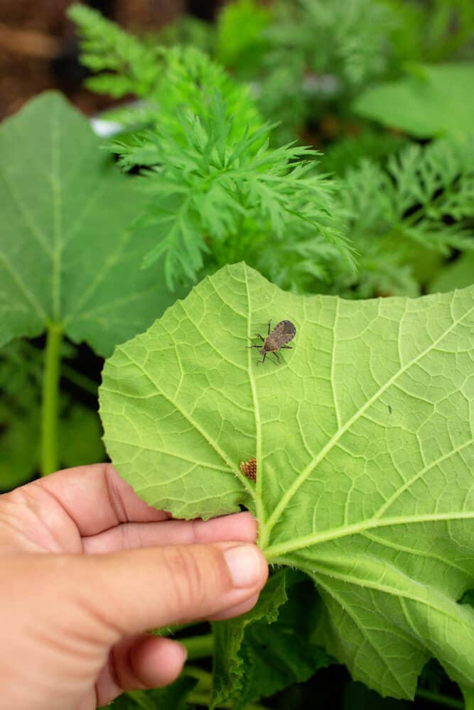 5 Common Pests That Bug Squash Plants and How to Stop Them - Gardening ...