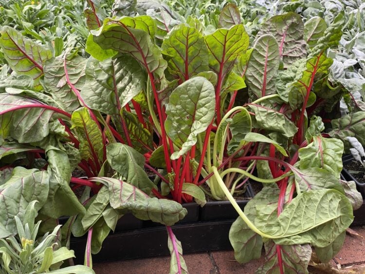 Can I grow Swiss chard in a container? - Gardening Channel
