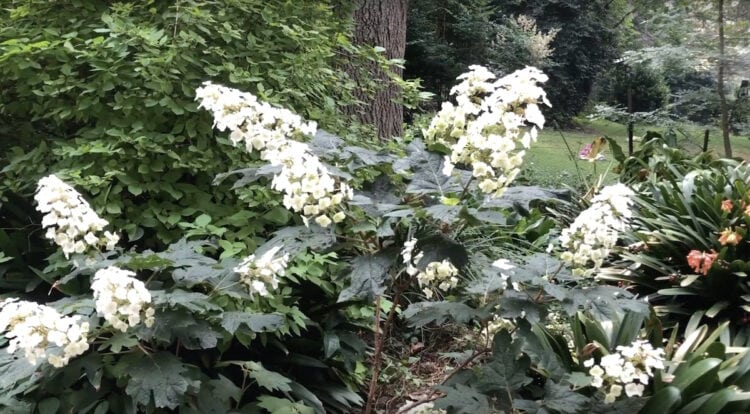 How to Grow Oakleaf Hydrangea Flowers (Hydrangea quercifolia ...