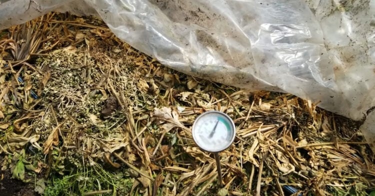 Basics of Soil Solarization, Fully Explained - Gardening Channel