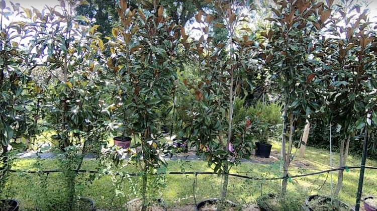 Where’s the best place to plant a southern magnolia tree? - Gardening ...