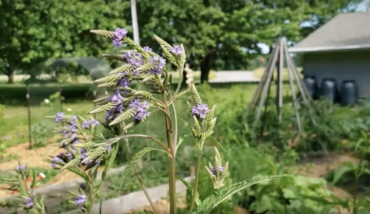 How to Grow Blue Vervain / Swamp Verbena (Verbena hastata) - Gardening ...