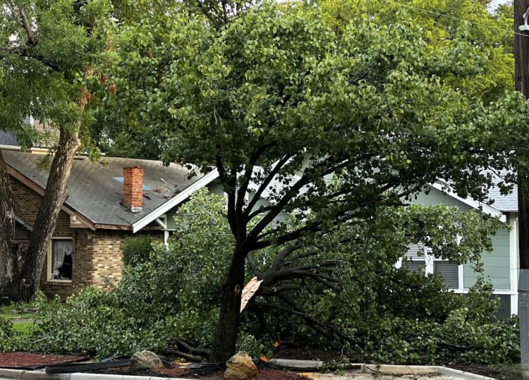 Weak Wooded Trees to Keep Away from Your House - Gardening Channel