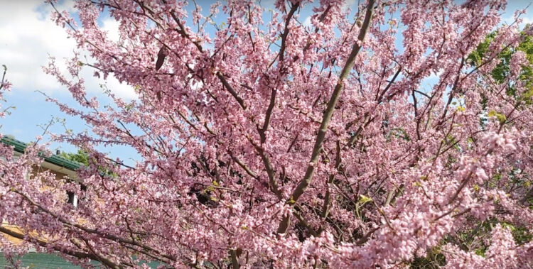 Caring for Eastern Redbud Trees, the Facts You Need - Gardening Channel