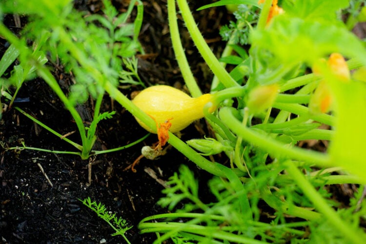 18 Squash Varieties You Should Consider Growing - Gardening Channel