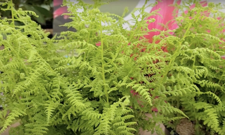 Is hay scented fern evergreen? - Gardening Channel