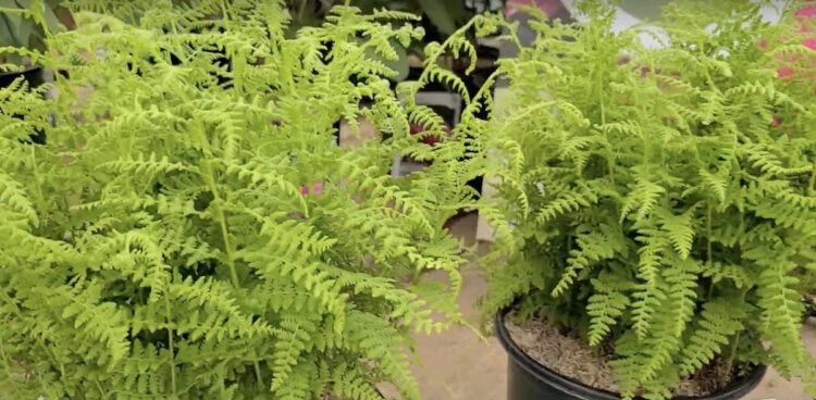 How to Grow a Hay Scented Fern (Dennstaedtia punctilobula) - Gardening ...