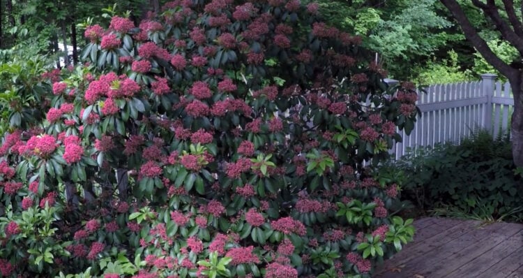 24 Shrubs That Grow in Partial or Full Shade - Gardening Channel