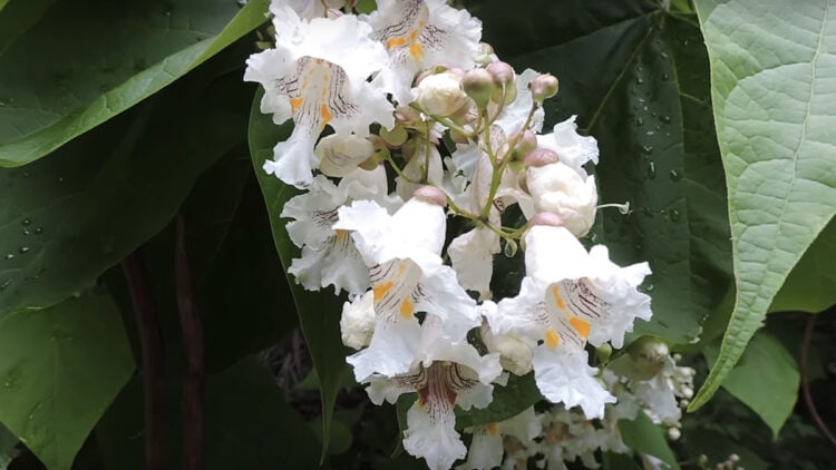 Growing and Caring for the Northern Catalpa Tree - Gardening Channel