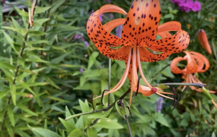 15 Types of Orange Lilies You Can Grow - Gardening Channel